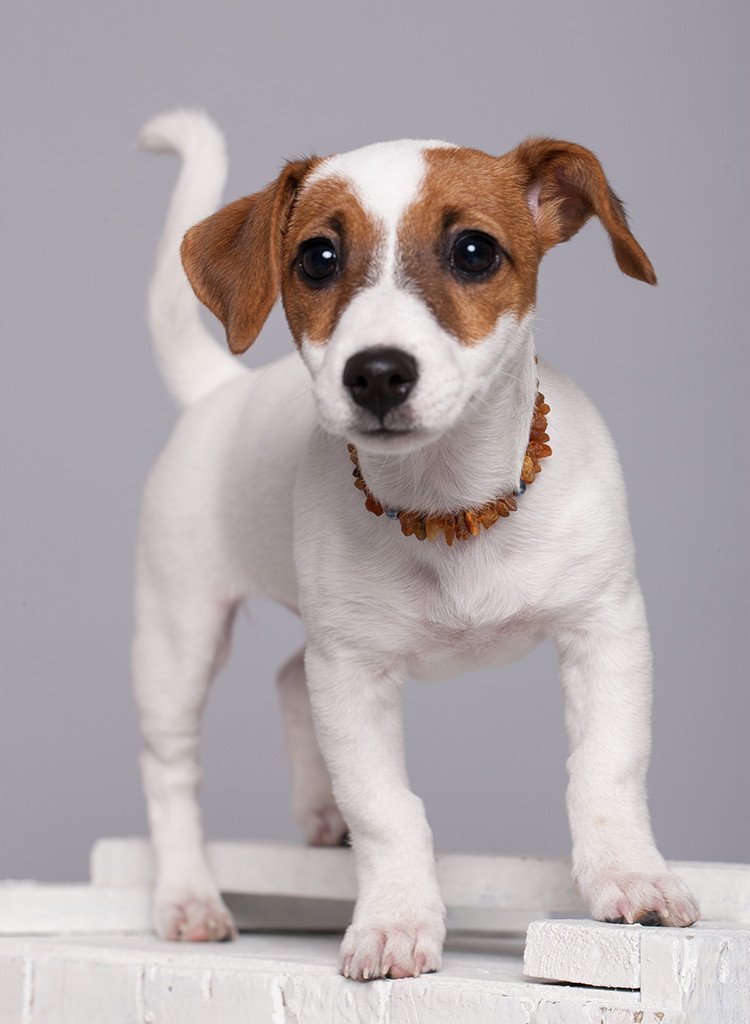 Amber Collar for Dogs & Cats with White Pearl Bead Insert – Baltic Secret